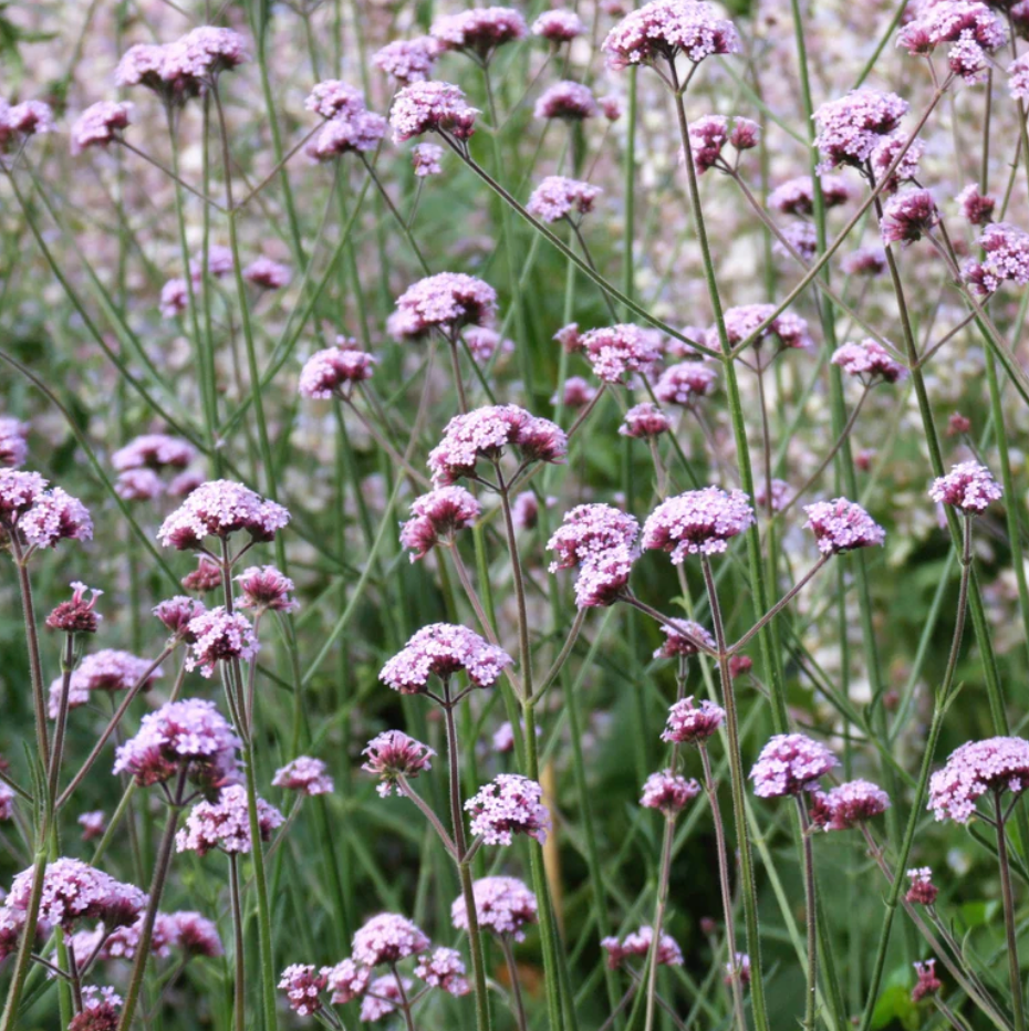 Verbena – Blooms Glasgow