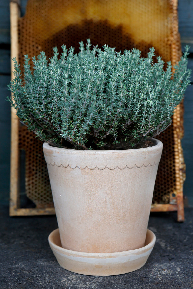 Helena Rose – Blooms Glasgow